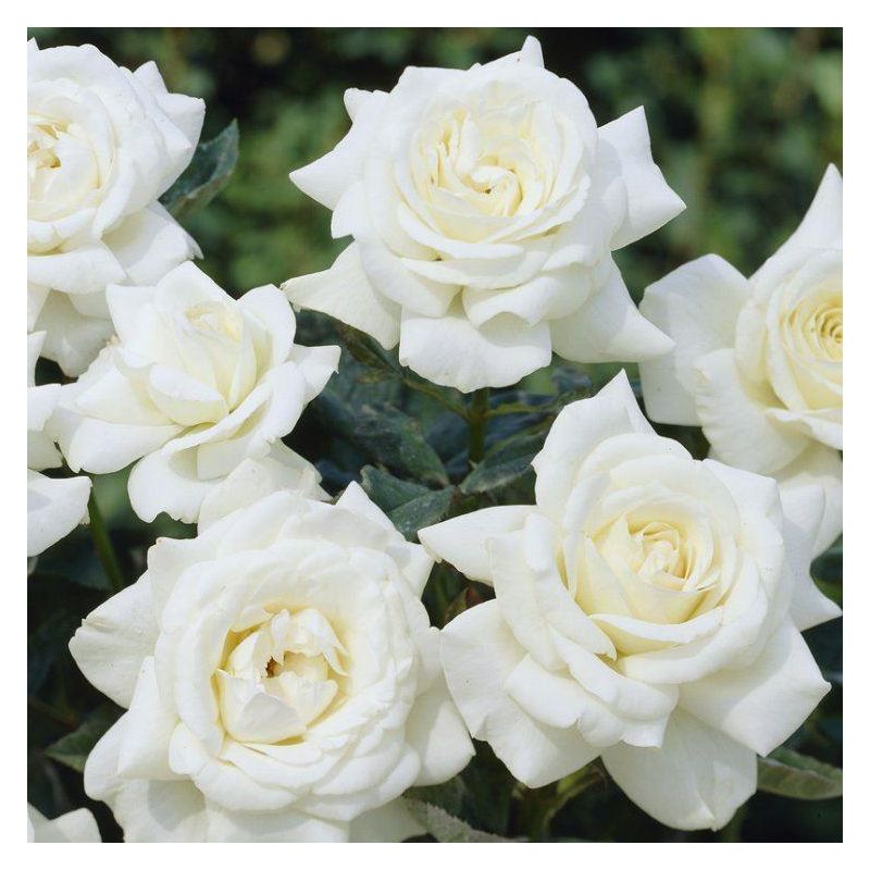 Rose Silver Wedding Celebration - Floribunda Rose