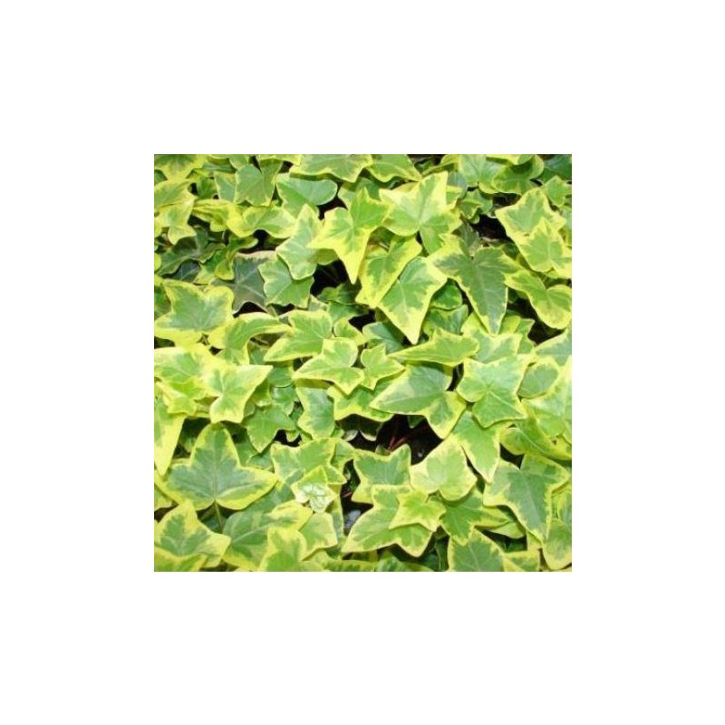 Hedera helix 'Goldchild' - Golden Variegated English Ivy - circa 150-180cm
