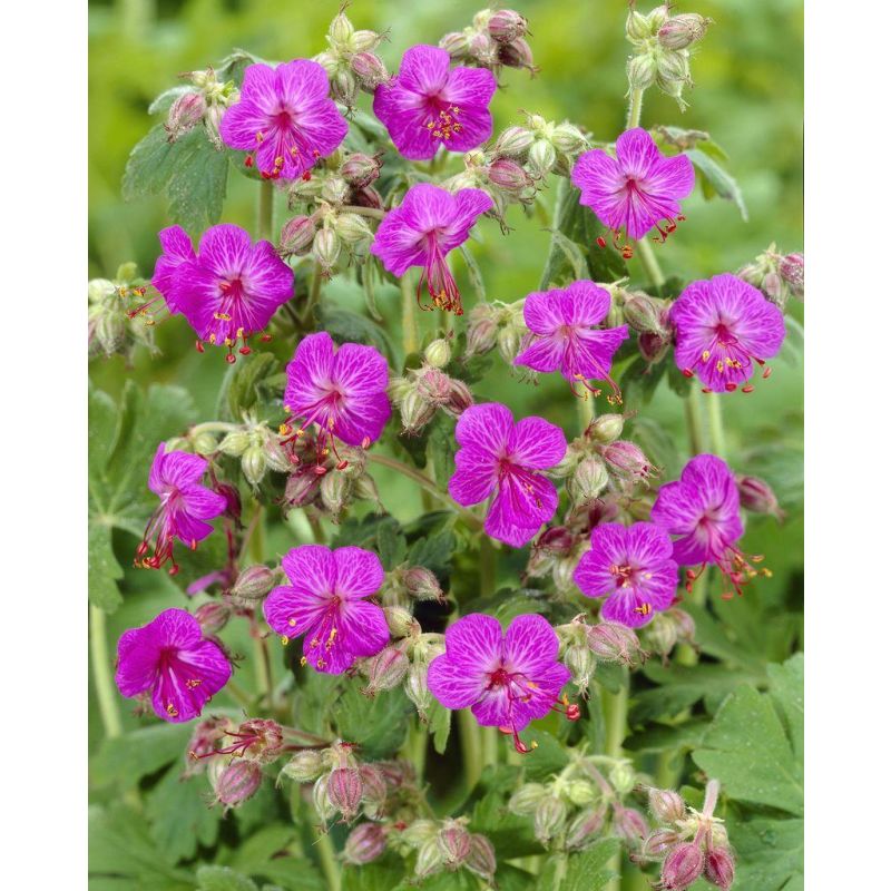 Geranium macrorrhizum 'Bevan's Variety' - Balkan Cranesbill