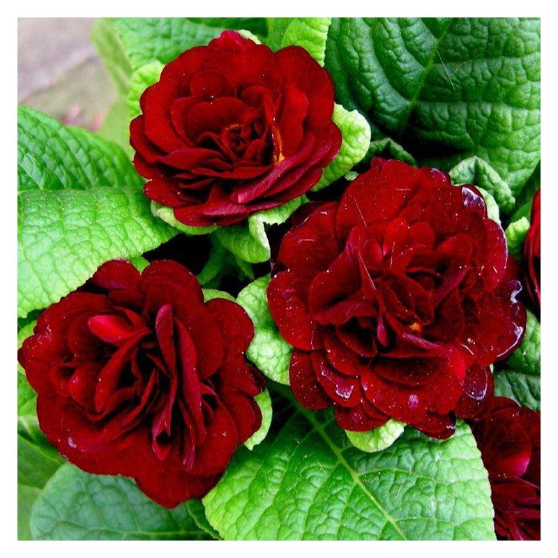 Primula belarina Valentine - Sumptuous Double Red Perennial Primrose