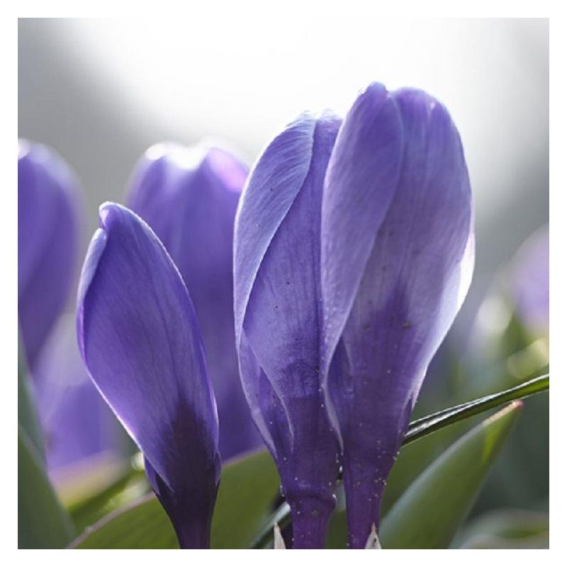 Crocus Vernus Blue - Pack of 40 Bulbs