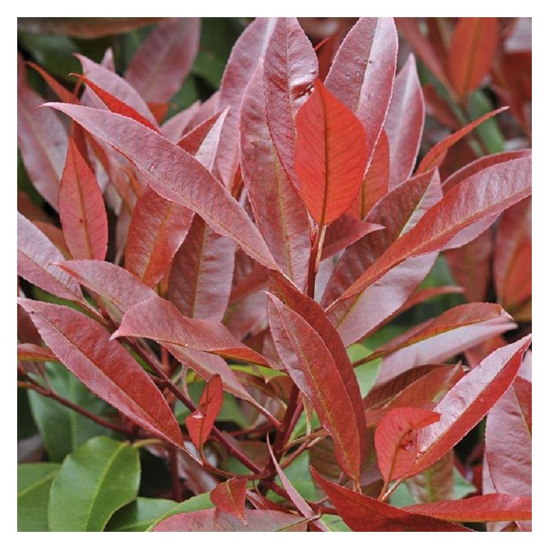 Photinia Robusta - LARGE Evergreen Red Robin Shrub Specimen - circa 150cm