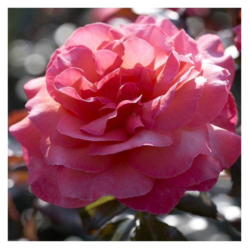 Rose 'Braveheart' - Floribunda Hybrid Tea Bush Rose