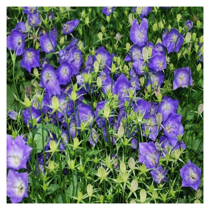 Campanula carpatica 'Blue Clips'
