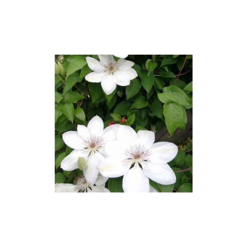 Clematis Henryi
