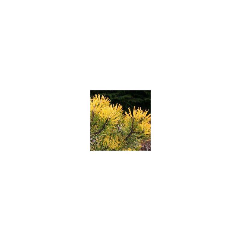 Pinus mugo Winter Gold - Dwarf Golden Mountain Pine - LARGE SPECIMEN