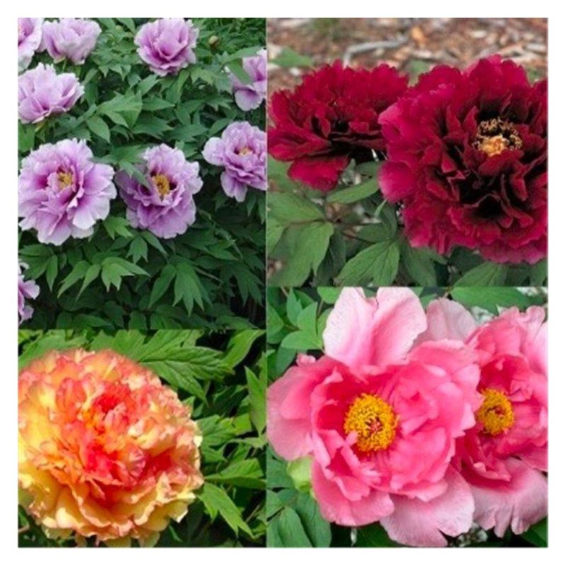 Tree Peony Collection Selection of THREE Plants Paeonia suffruticosa Peonies in Mixed Colours