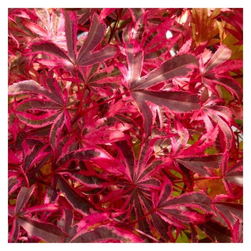 Acer palmatum Pink Passion - Striking & RARE Japanese Maple Shirazz ...