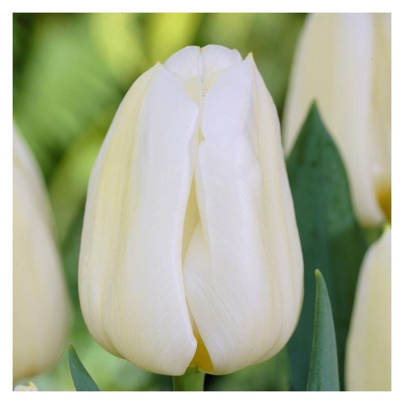 Tulipa Calgary - Cream Flamed Yellow Tulips - Pack of 6 bulbs