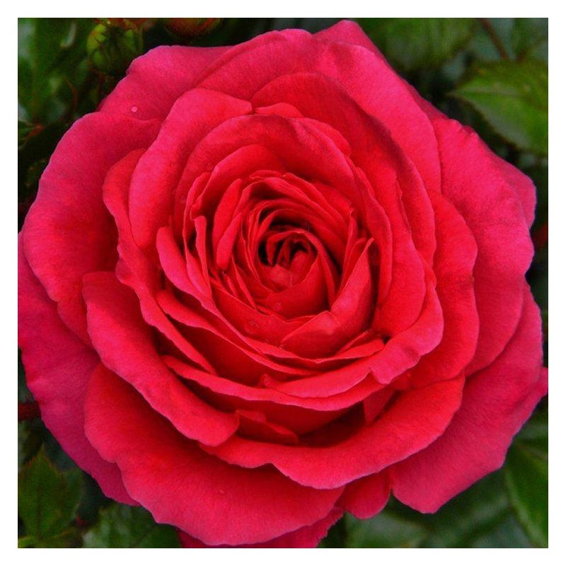 Rose 'My Dad' - Floribunda Rose