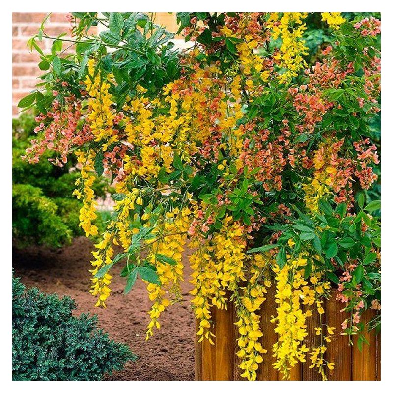 Adams Laburnum - Laburnocytisus adamii - LARGE circa 150cm Specimen