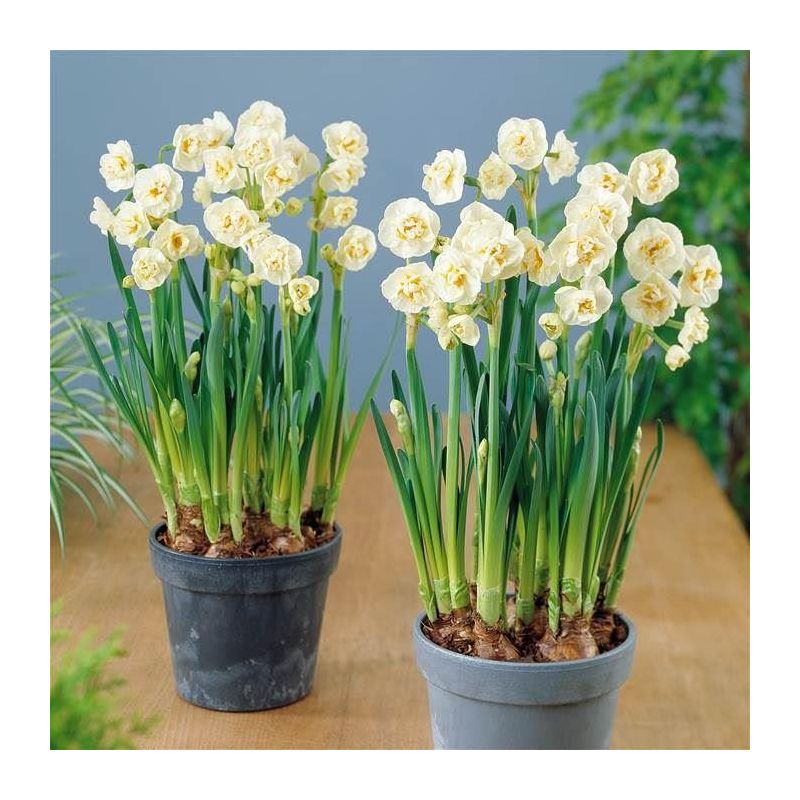 Narcissus Bridal Crown - Fragrant Double Flowering Daffodils - Pack of 8