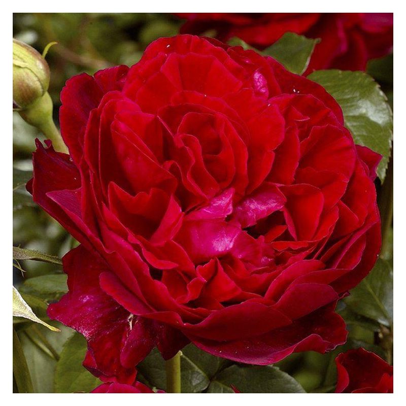 Rose Wedding Celebration