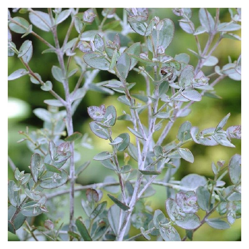 Eucalyptus gunnii - Large Cider Gum