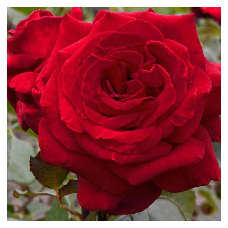 Rose Velvet Fragrance - Hybrid Tea Shrub Rose