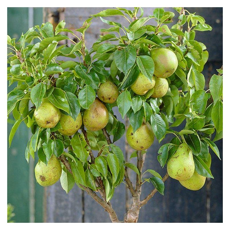 Bare Root Fruit Tree - Williams Pear