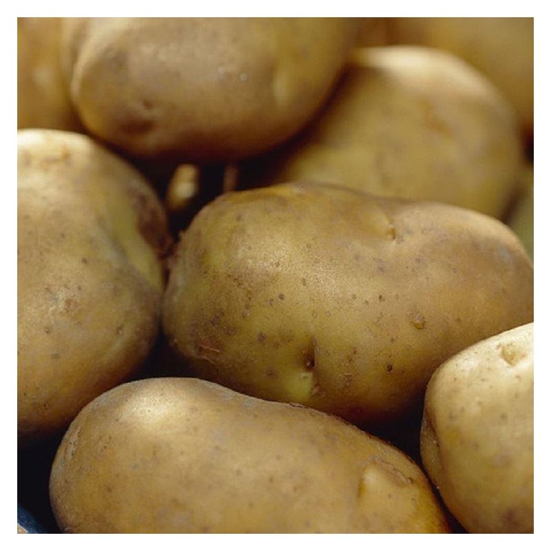Wilja - 2nd Early Seed Potatoes - Pack of 10