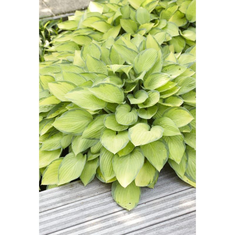 Hosta Gold Standard