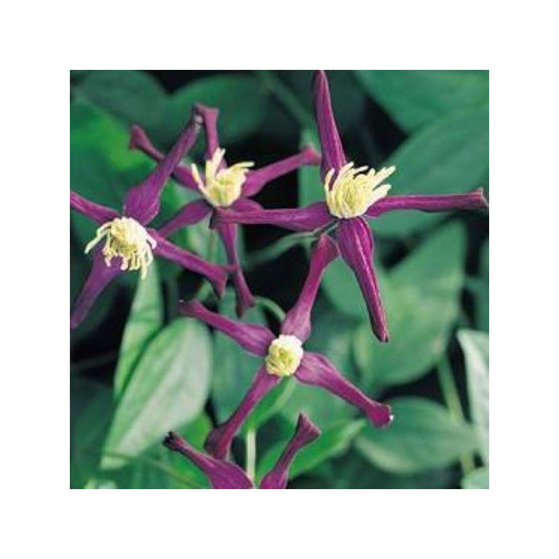 Clematis aromatica - Highly scented Summer Flowering Clematis