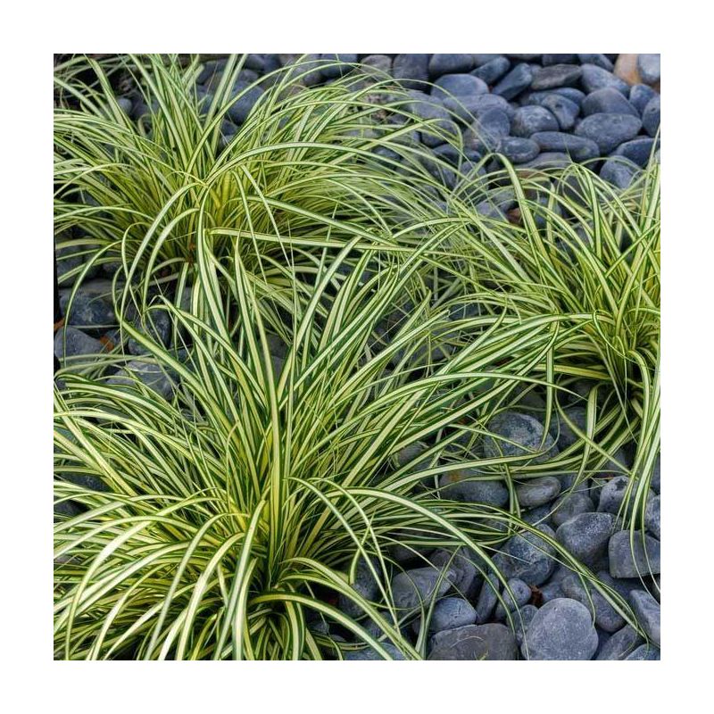 Carex oshimensis Evergold - Japanese Sedge