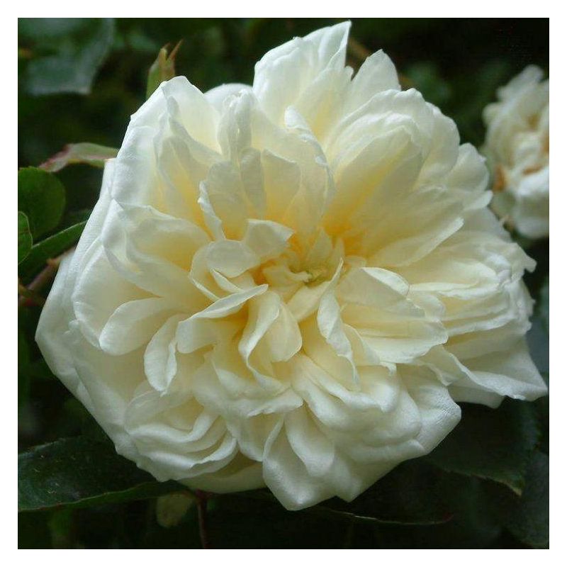 Rose Alberic Barbier - Rambling Rose