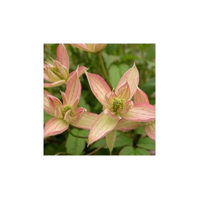 Large 6-7ft Climber - Clematis montana Marjorie - Late Spring Flowering ...