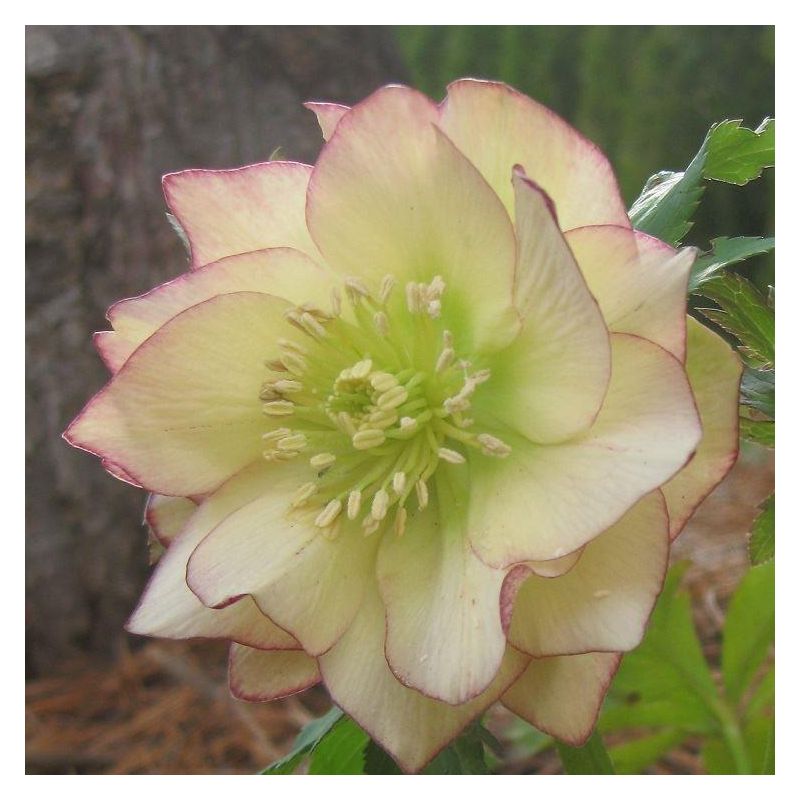Helleborus Golden Lotus - Rare Double Flowered Yellow Hellebore
