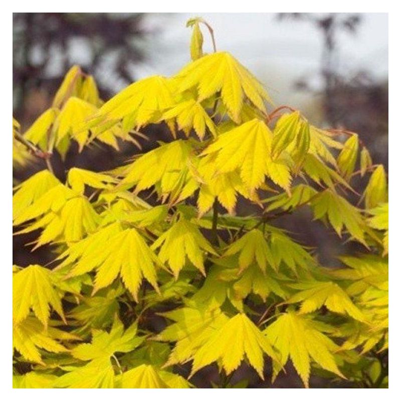 Acer shirasawanum Jordan - Large circa 150cm tall Specimen