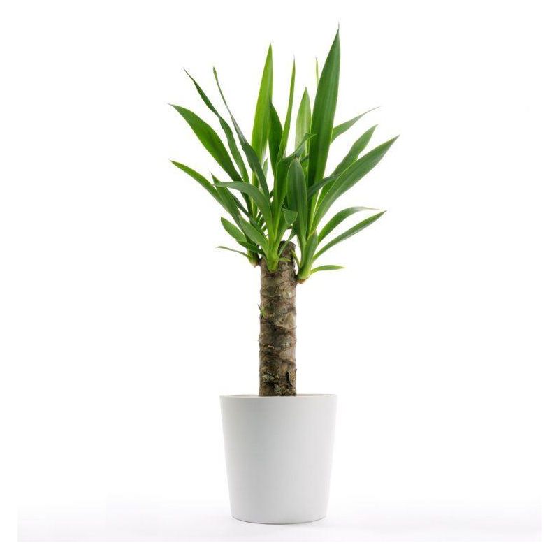 Indoor Yucca Tree - Perfect to Brighten up the Home in Classic White ...