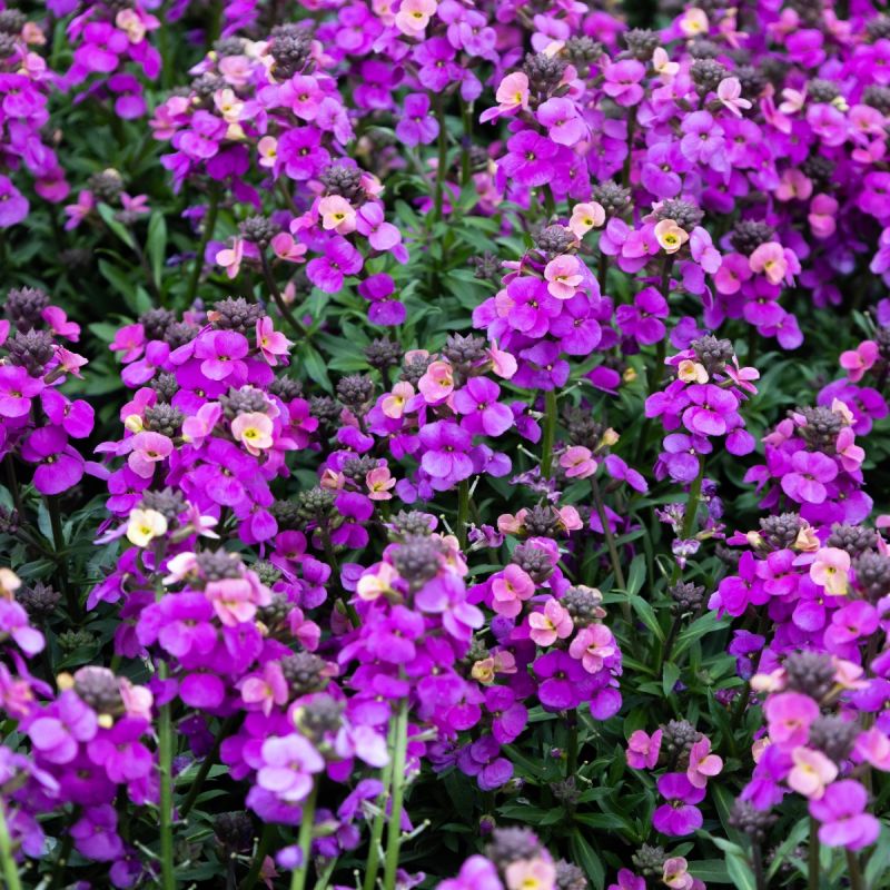 Erysimum Lilac Glow - Perennial Wallflower - In Bud & Bloom