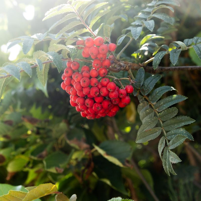 Sorbus aucuparia 'Cardinal Royal' Tree