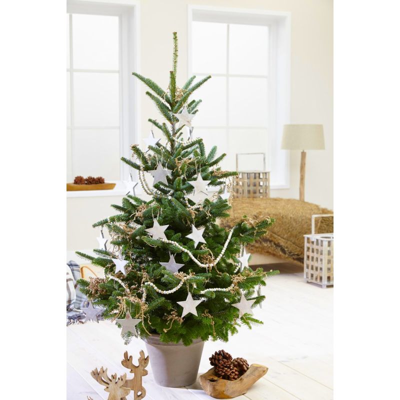 LARGE Potted Blue Cone Korean Fir - Abies Koreana - Fresh Christmas ...