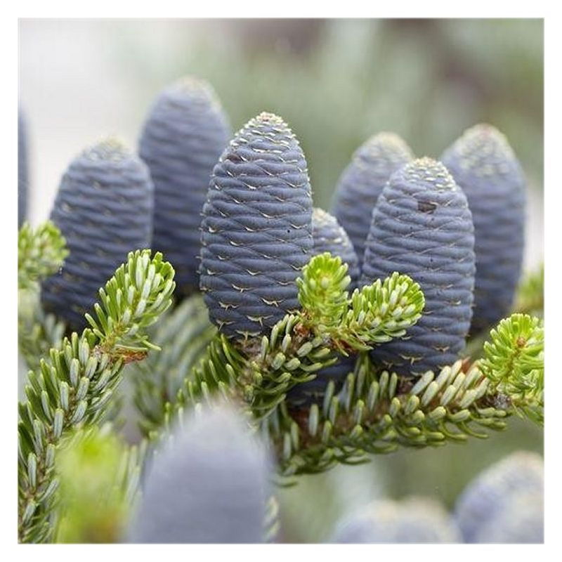Abies Koreana - Blue Cone Korean Fir - LARGE - 60-80cm Tree