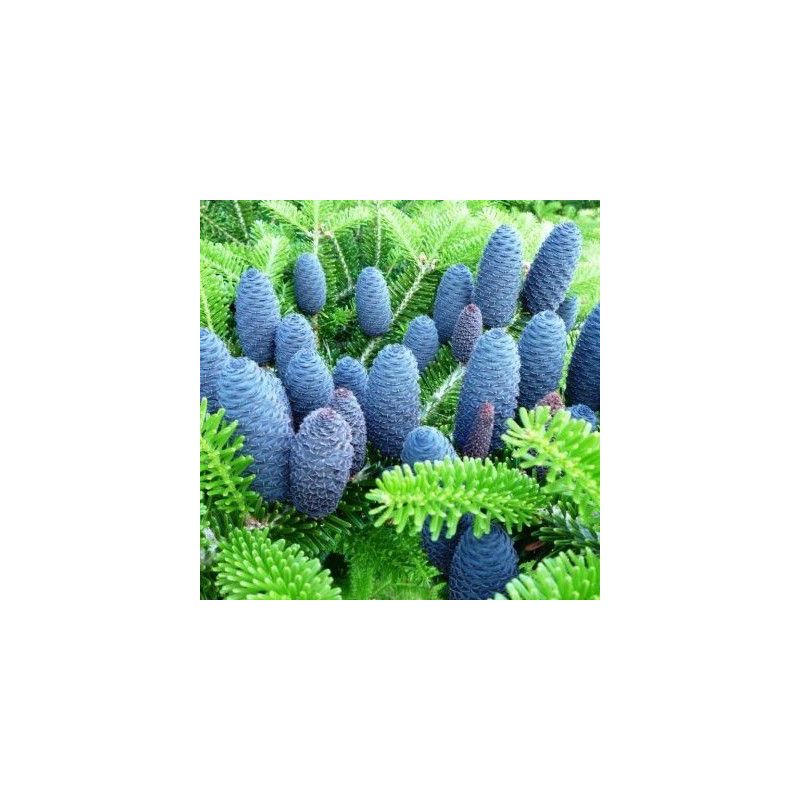 LARGE Blue Cone Korean Fir Tree - Abies Koreana - circa 170-200cm