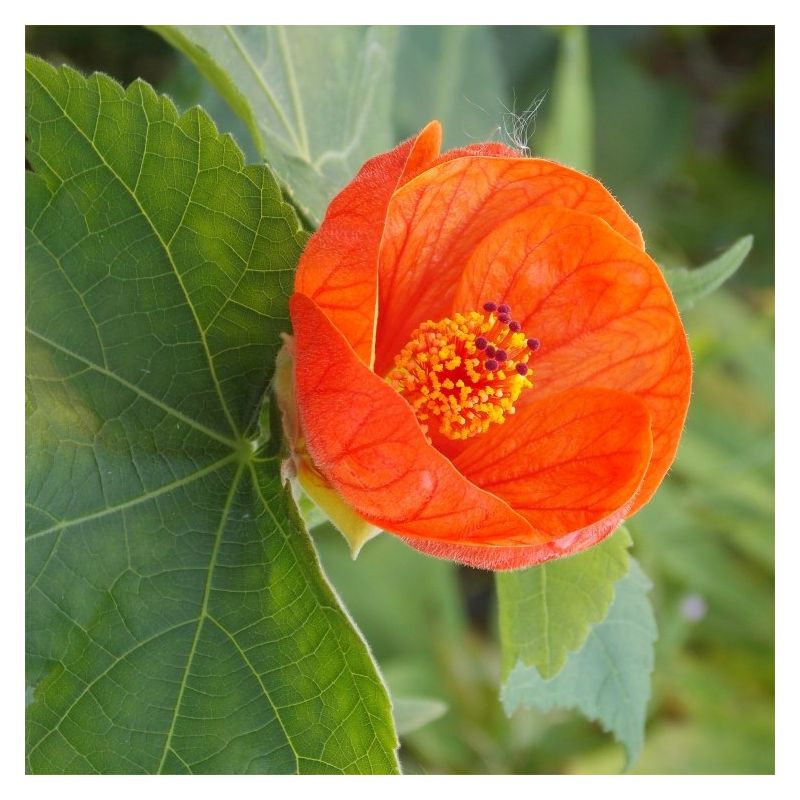 Abutilon hybrida ORANGE - Flowering Maple - Patio Tree