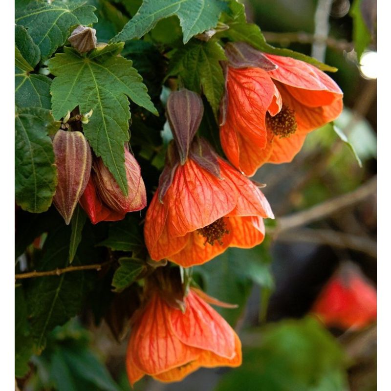 Abutilon hybrida Orange-Red - Flowering Maple - Patio Tree in Bud & Bloom