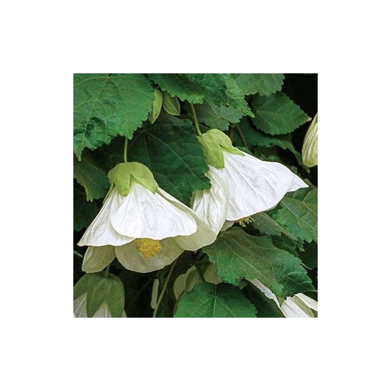 Abutilon hybrida White - Flowering Maple