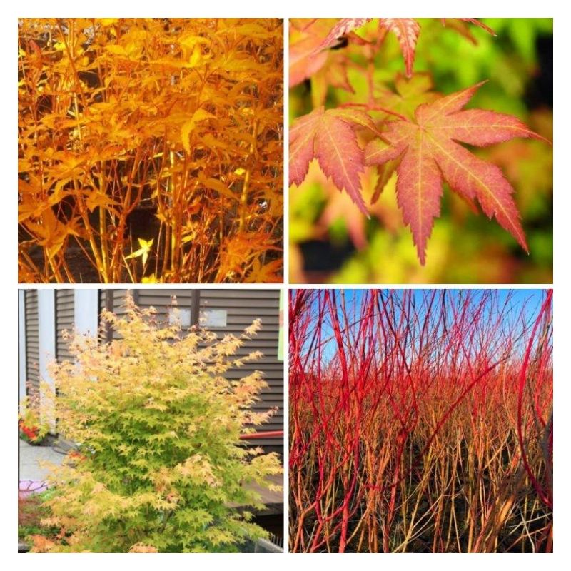 Acer palmatum Bihou - Bi Ho Golden Bark Japanese Maple Bi Hoo - Large ...