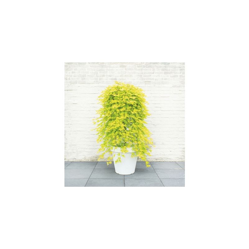 Acer palmatum 'Cascade Citrine' - Golden Foliage Weeping Waterfall ...