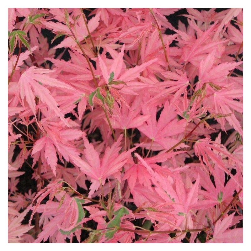 Acer palmatum Taylor - Pink Japanese Maple