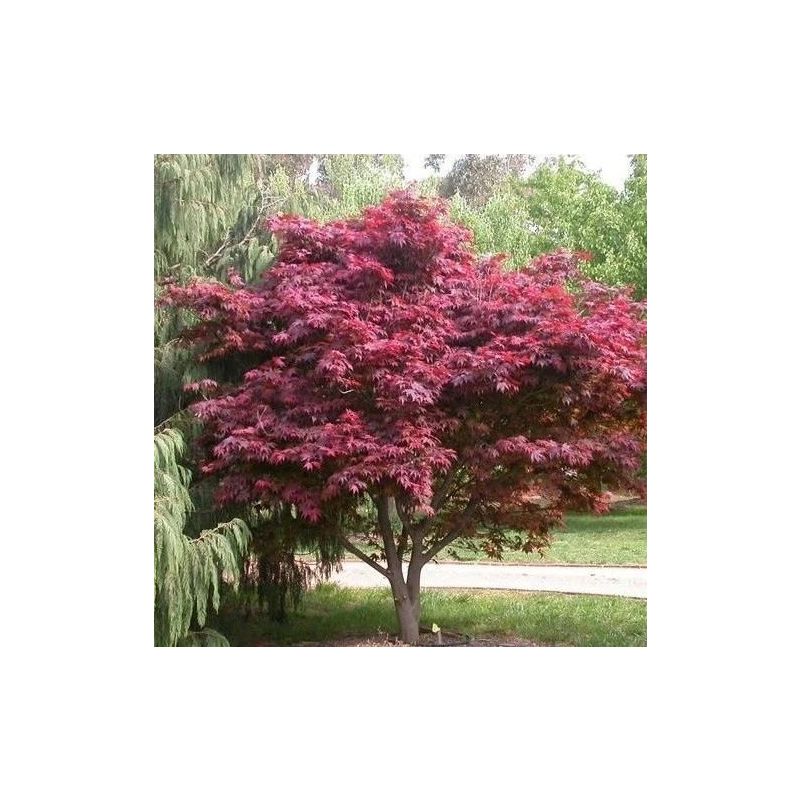 Acer palmatum Red Emperor - Japanese Maple - LARGE circa 120cm