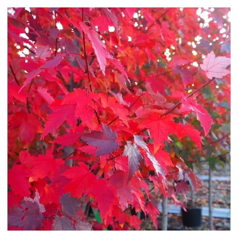 Acer rubrum Sun Valley - American Red Maple - Circa 100-120cms tall
