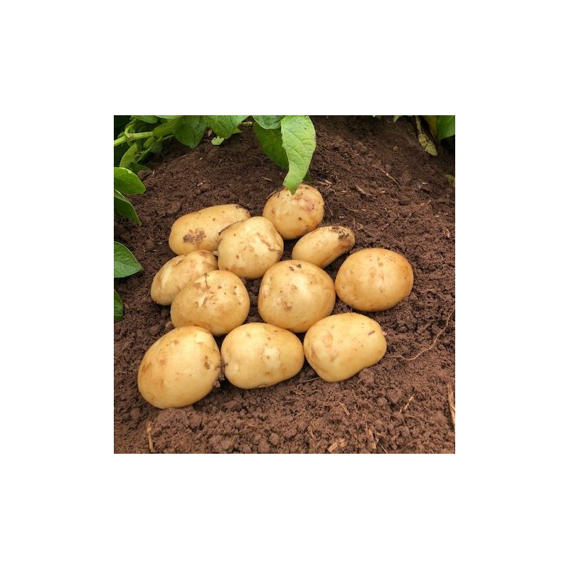 Acoustic - Second Early Seed Potatoes - Pack of 10
