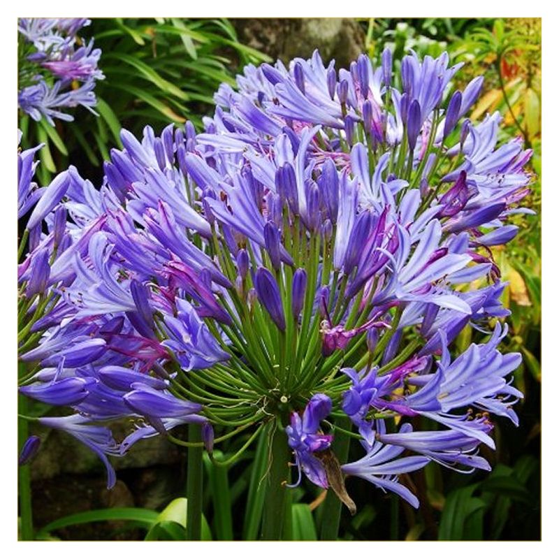 Agapanthus Charlotte - Hardy Blue Nile Lily
