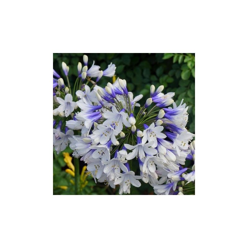Agapanthus "Enigma" - Bicolour Nile Lily