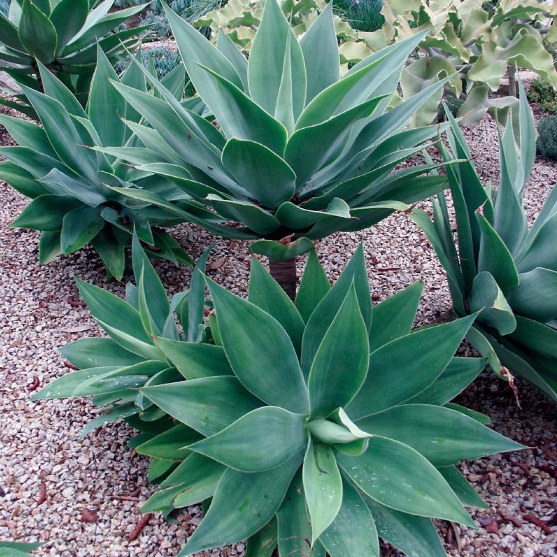 Agave attenuata 'Foxtail agave'