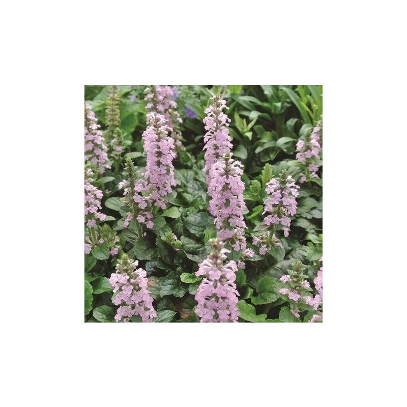 Ajuga reptans rosea