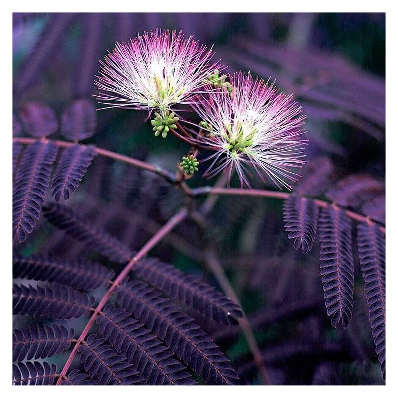 Albizia julibrissin Summer Chocolate Purple Silk Tree