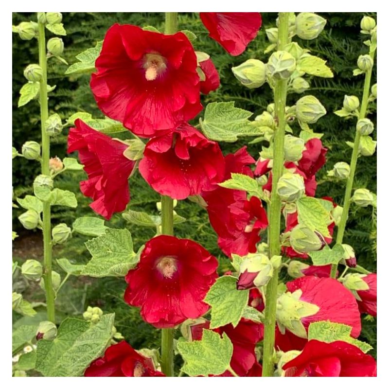 Alcea rosea "Mars Magic"