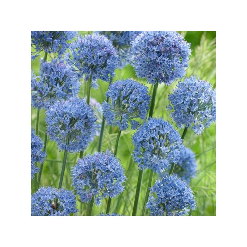 Allium caeruleum azureum - Pack of 30 Bulbs